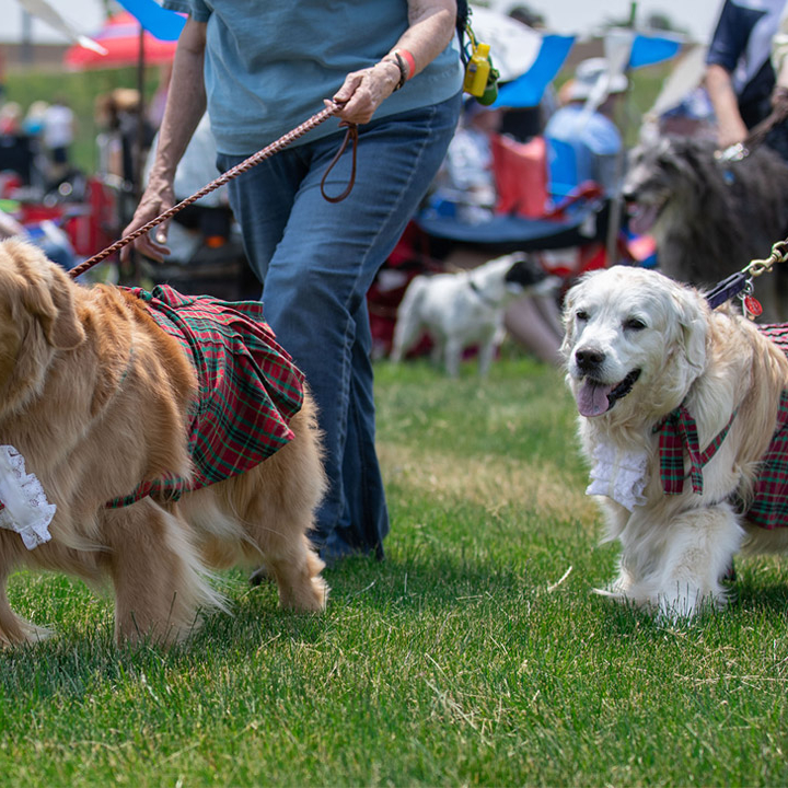 Dogs of Scotland - Chicago Scots